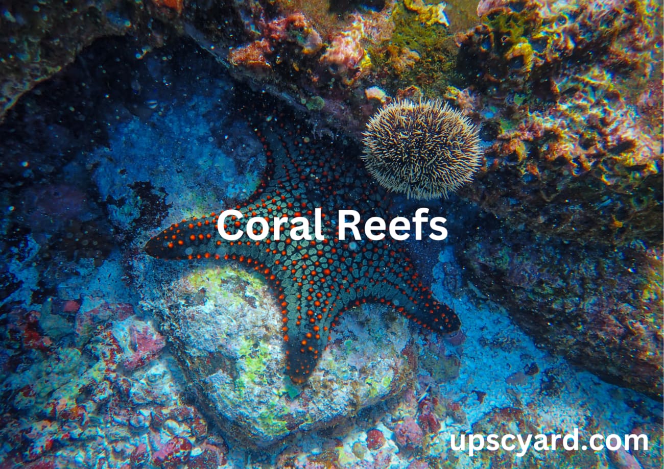 Gulf Of Kutch Coral Reefs
